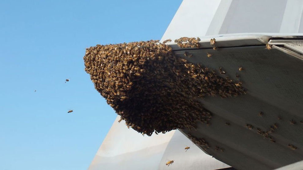 Swarm Of 20,000 Bees Grounds U.S. Air Force’s F-22 Raptor In Virginia » Design You Trust ...