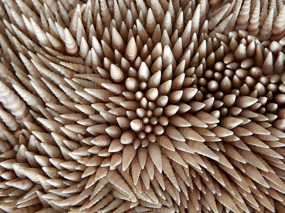 Unbelievable Shell Sculptures By Rowan Mersh » Design You Trust ...