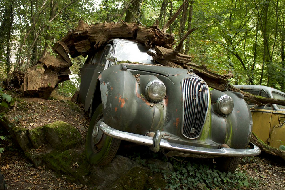 An Eccentric Artist Has Collected Fifty Vintage Cars And Left Them To ...