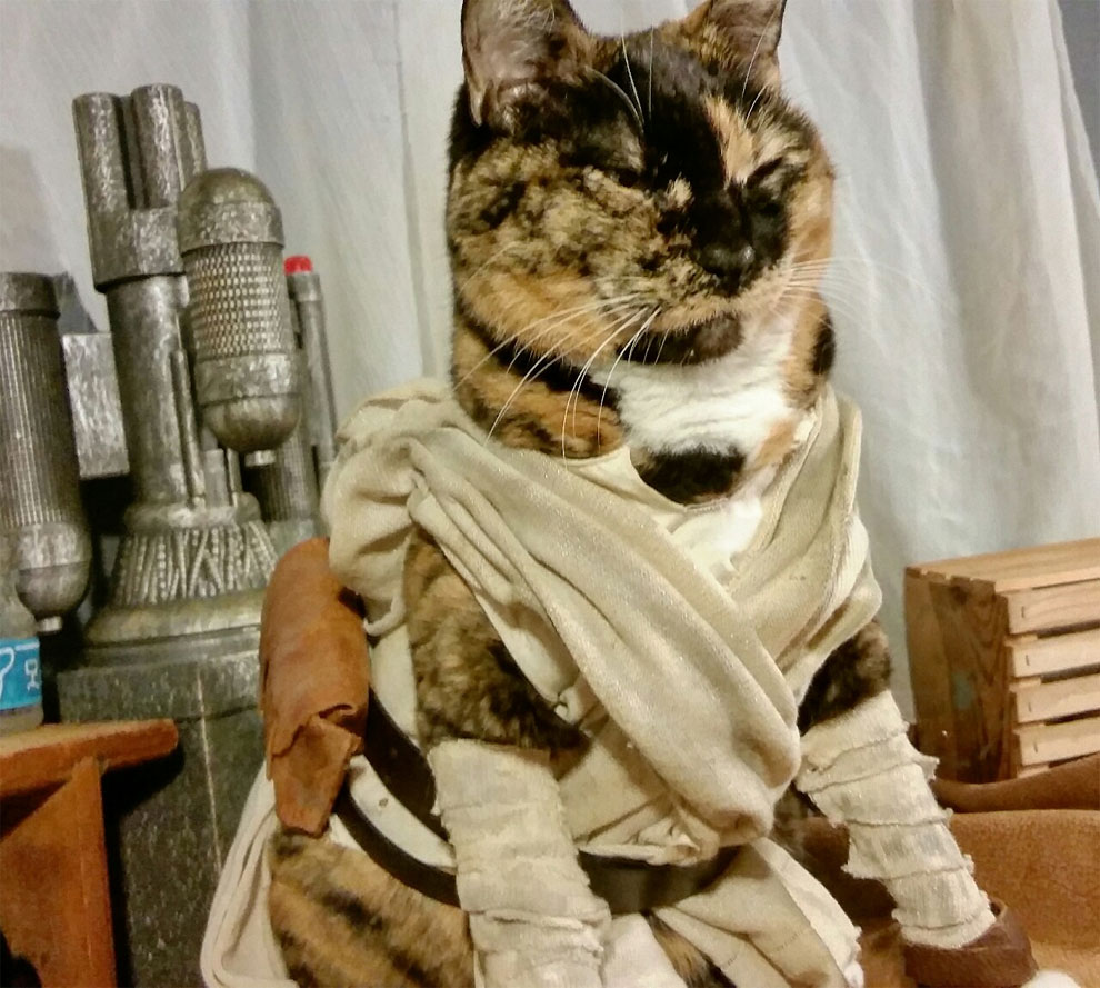 Cosplay Cats Are Taking Over The Internet » Design You Trust — Design ...