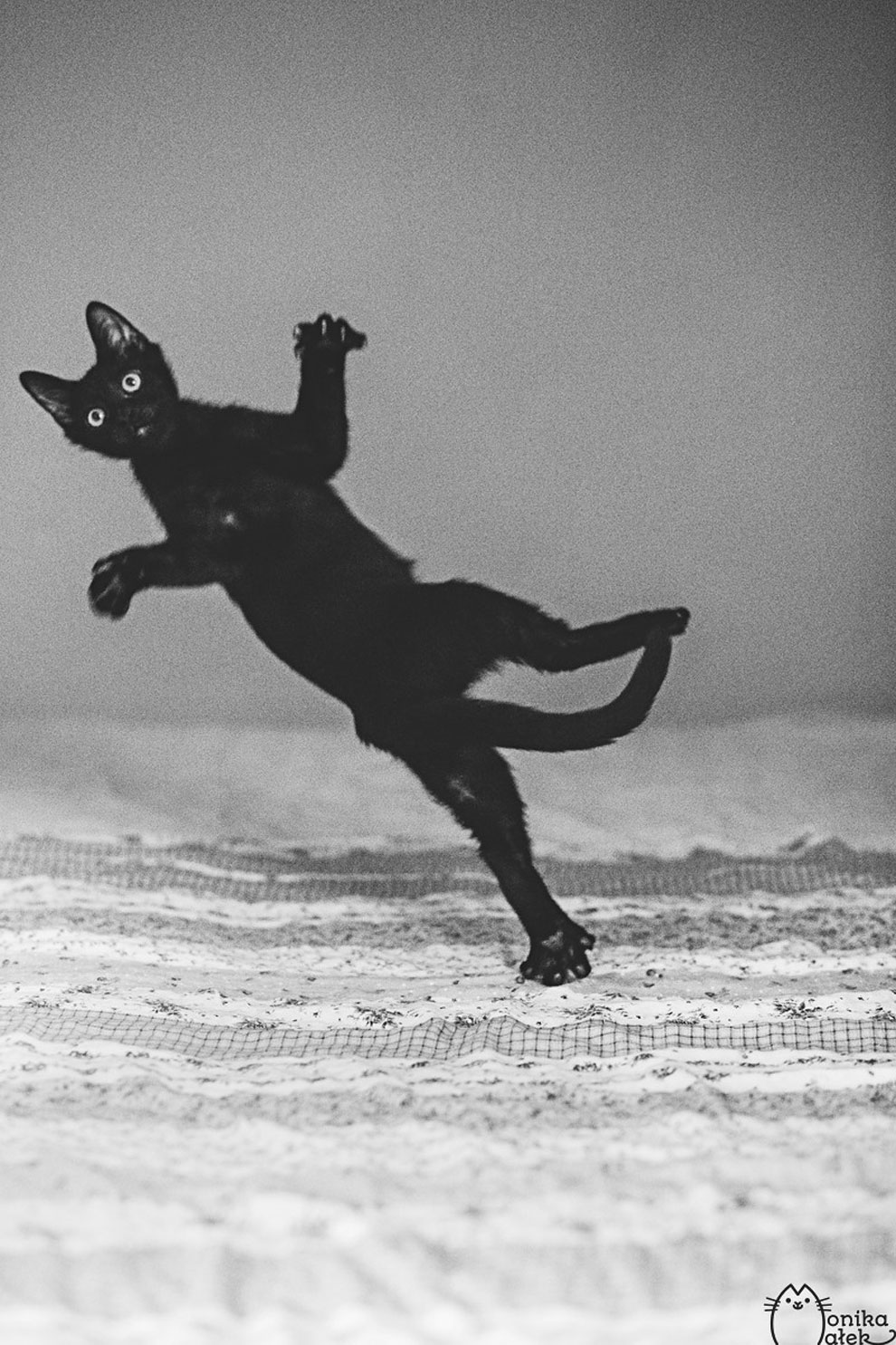Photographer Captures The Daily Lives Of Cats In Majestic Black And ...