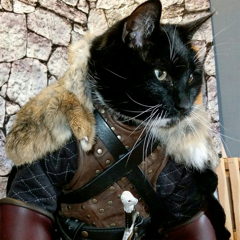 Cosplay Cats Are Taking Over The Internet » Design You Trust — Design ...