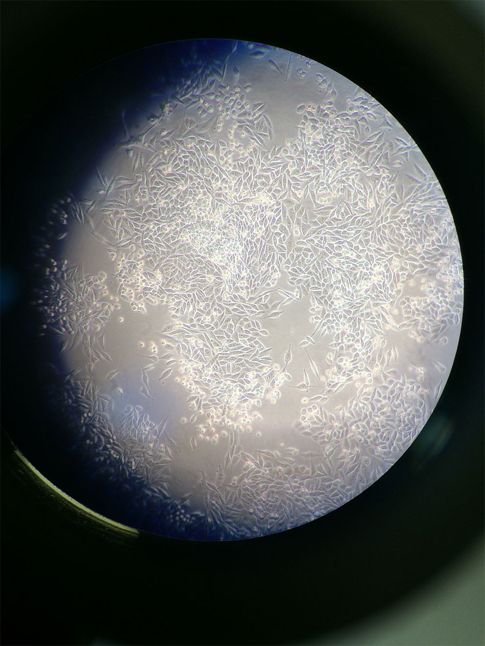 UK Royal Society Of Biology’s Photographer Of The Year Shortlist ...