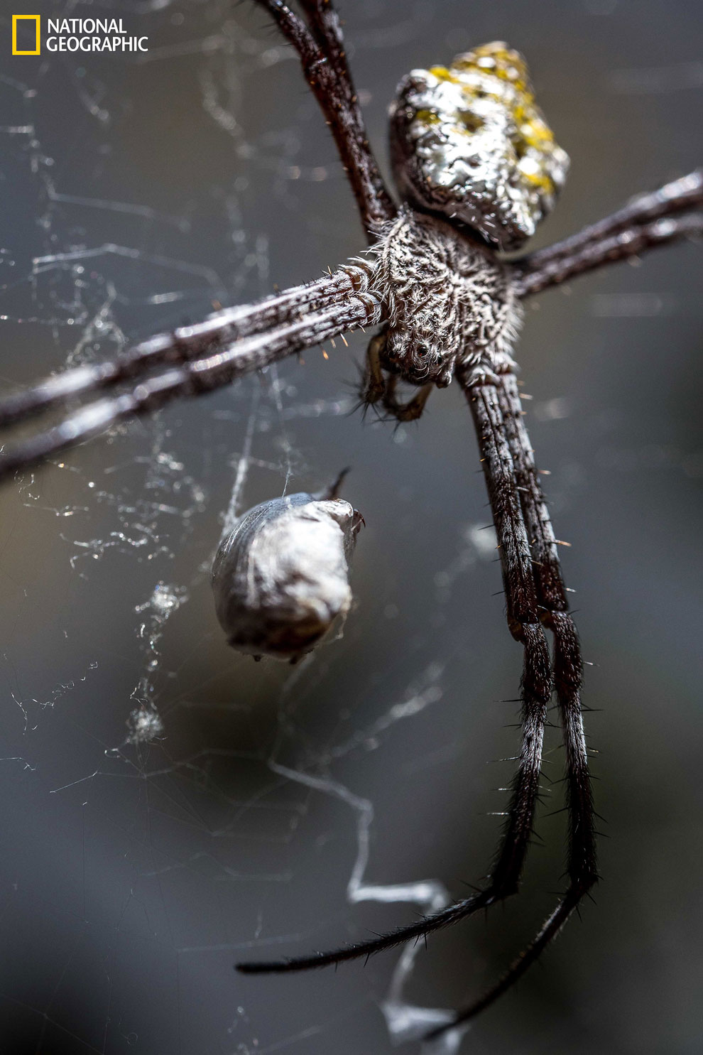 New Stunning Entries Of The 2016 National Geographic Nature ...