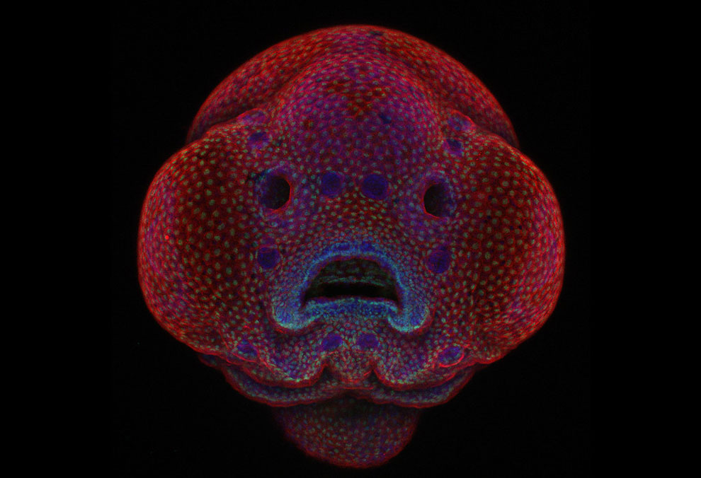 2016 Nikon Small World Photo Contest Winners » Design You Trust ...