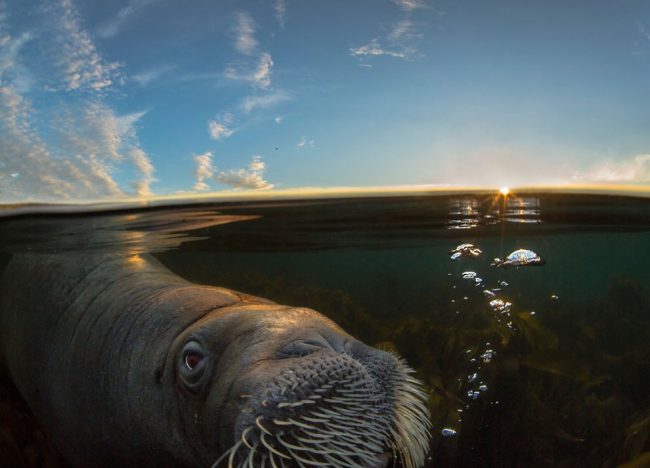 Stunning Images From The UK Wildscreen Festival 2016, The ...