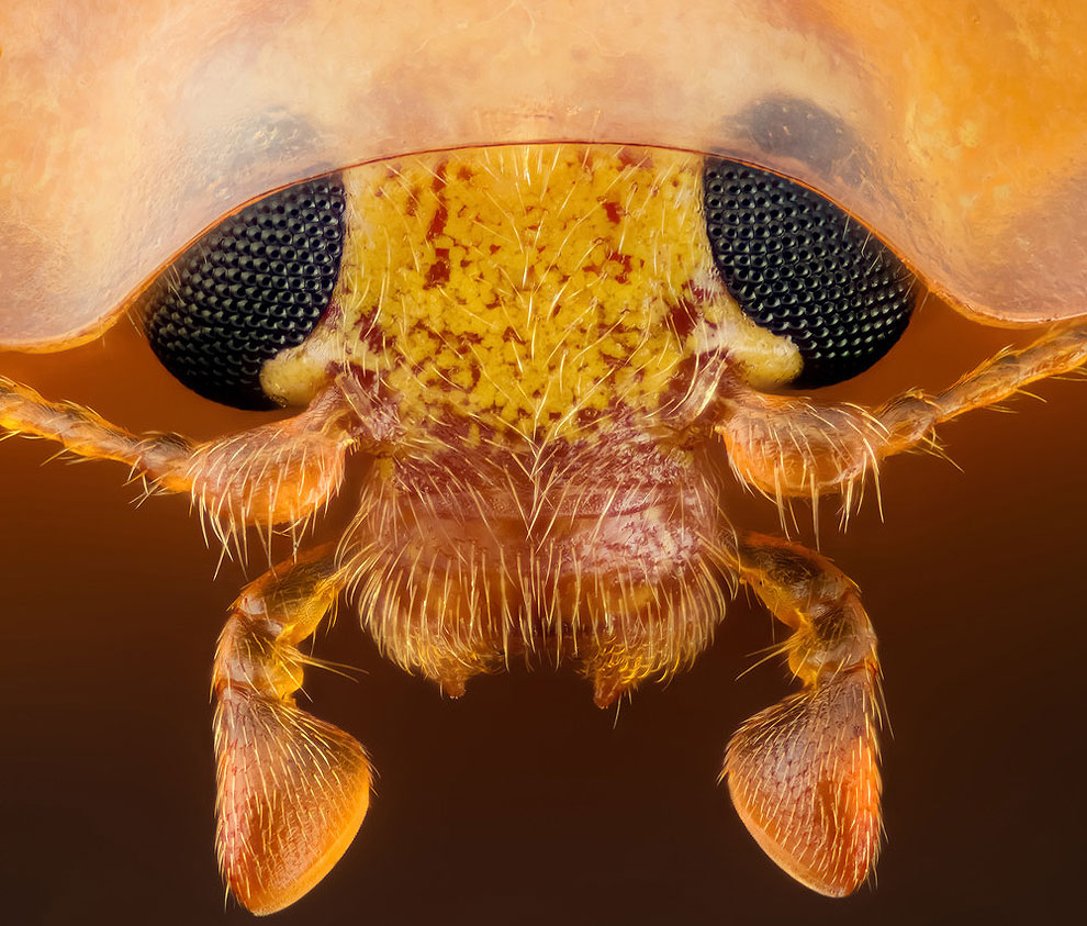 2016 Nikon Small World Photo Contest Winners » Design You Trust ...