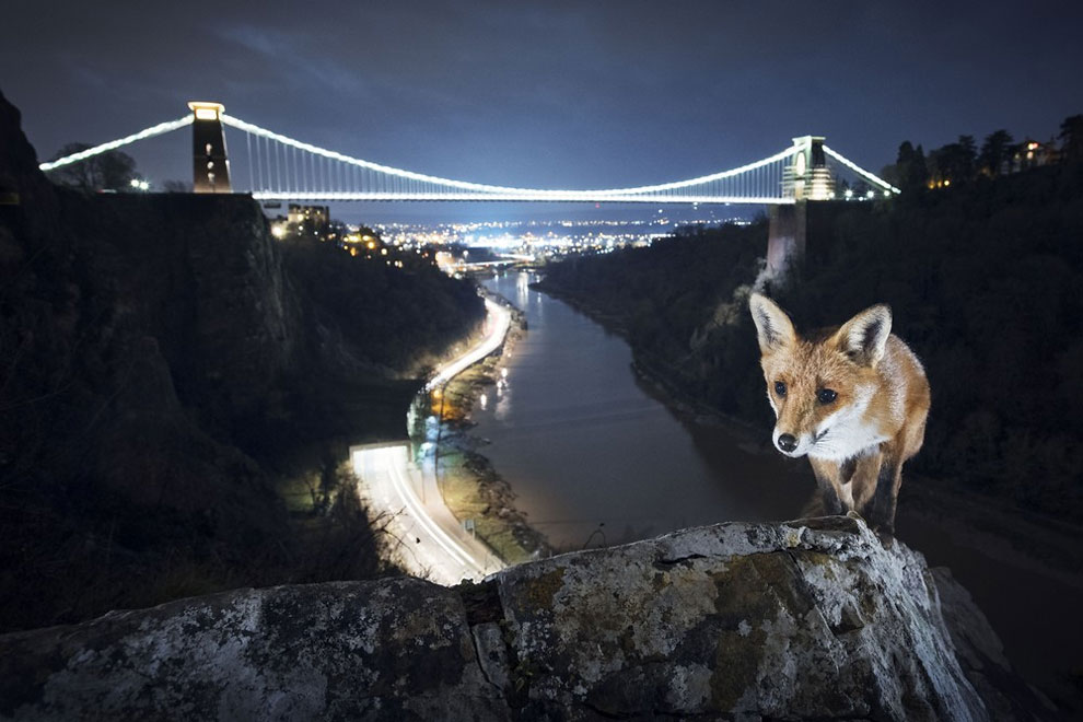 Stunning Images From The UK Wildscreen Festival 2016, The ...