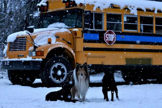 Cozy School Bus Conversion » Design You Trust — Design Daily Since 2007