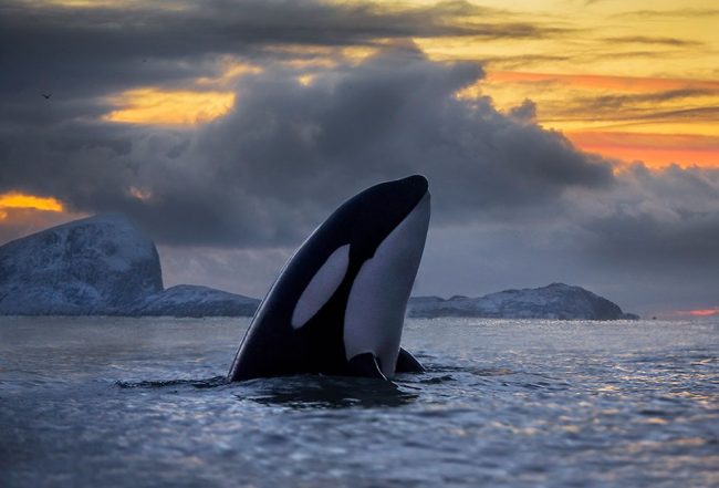 Photographer Audun Rikardsen Captures Magnificent Whales On The Arctic ...