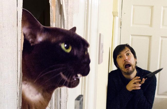This Man And His Cat Recreate Famous Movie Scenes And It’s Amazing ...