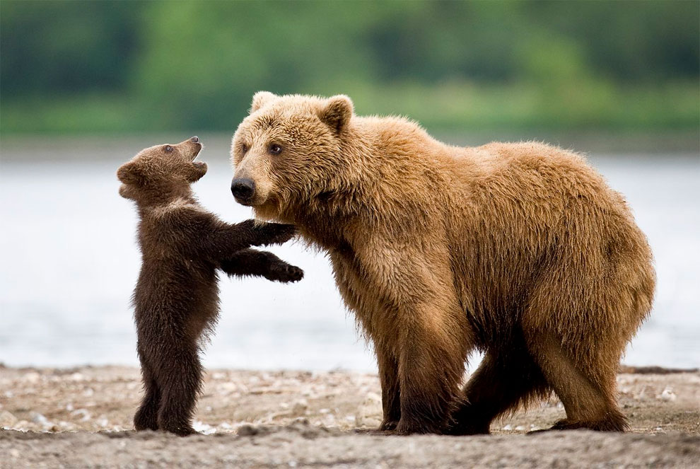 Incredible Bears Photography By Sergei Ivanov » Design You Trust ...