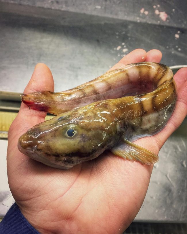 Russian Fisherman Posts Terrifying Creatures Of The Deep Sea, And ...