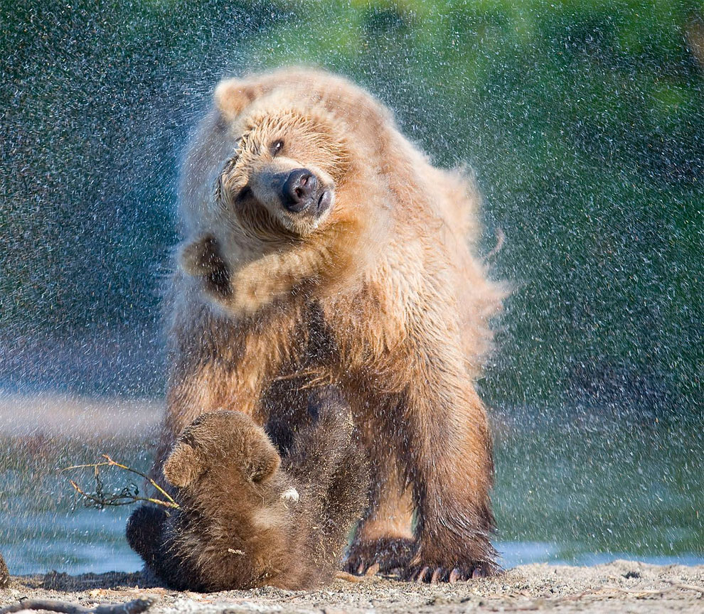 Incredible Bears Photography By Sergei Ivanov » Design You Trust ...
