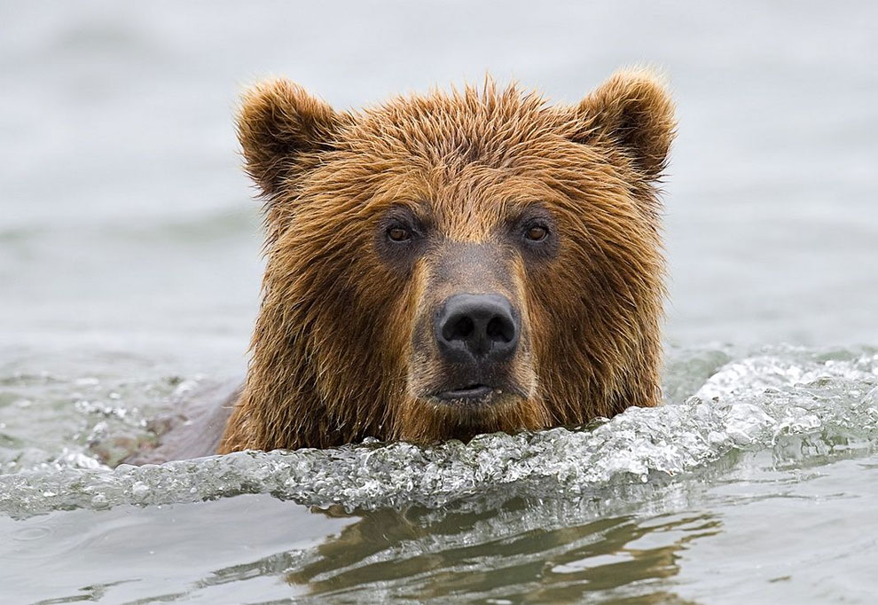 Incredible Bears Photography By Sergei Ivanov » Design You Trust ...