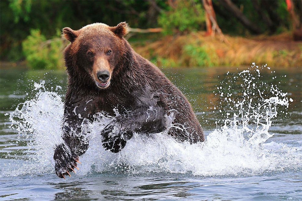 Incredible Bears Photography By Sergei Ivanov » Design You Trust ...