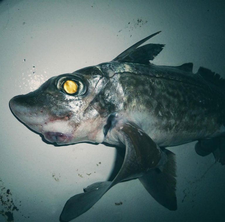 Russian Fisherman Posts Terrifying Creatures Of The Deep Sea, And ...