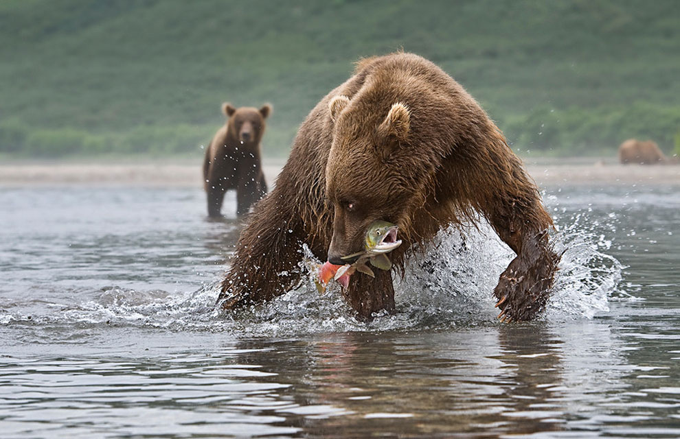 Incredible Bears Photography By Sergei Ivanov » Design You Trust ...