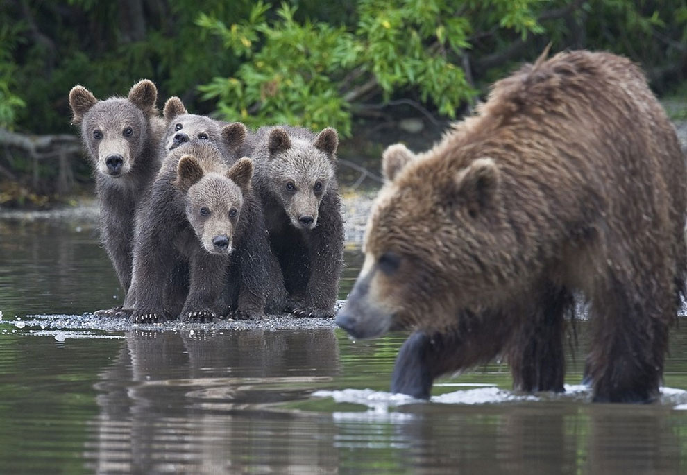 Incredible Bears Photography By Sergei Ivanov » Design You Trust