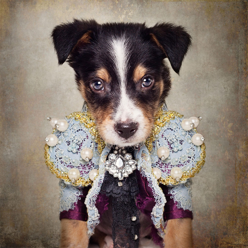 Photographer Continues To Dress Up Rescued Dogs To Draw Attention To ...
