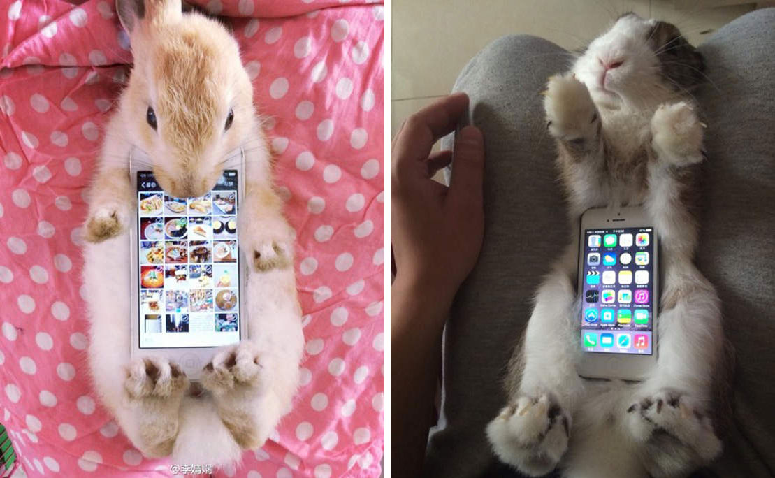 The Japanese Use a Real Rabbits As Case For Smartphone » Design You ...