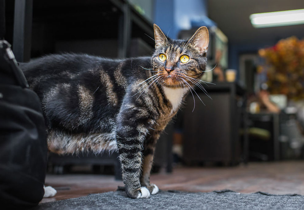 “Shop Cats Of New York”: Photographer Captures Cats In Shops All Over ...