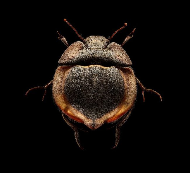 Microsculpture: Insect Portraits Under The Microscope By Levon Biss ...