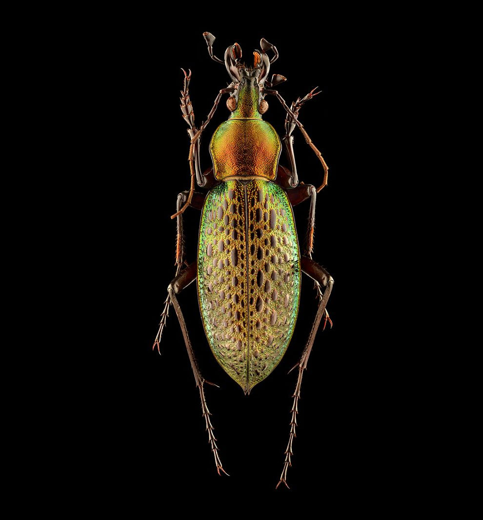 Microsculpture: Insect Portraits Under The Microscope By Levon Biss ...