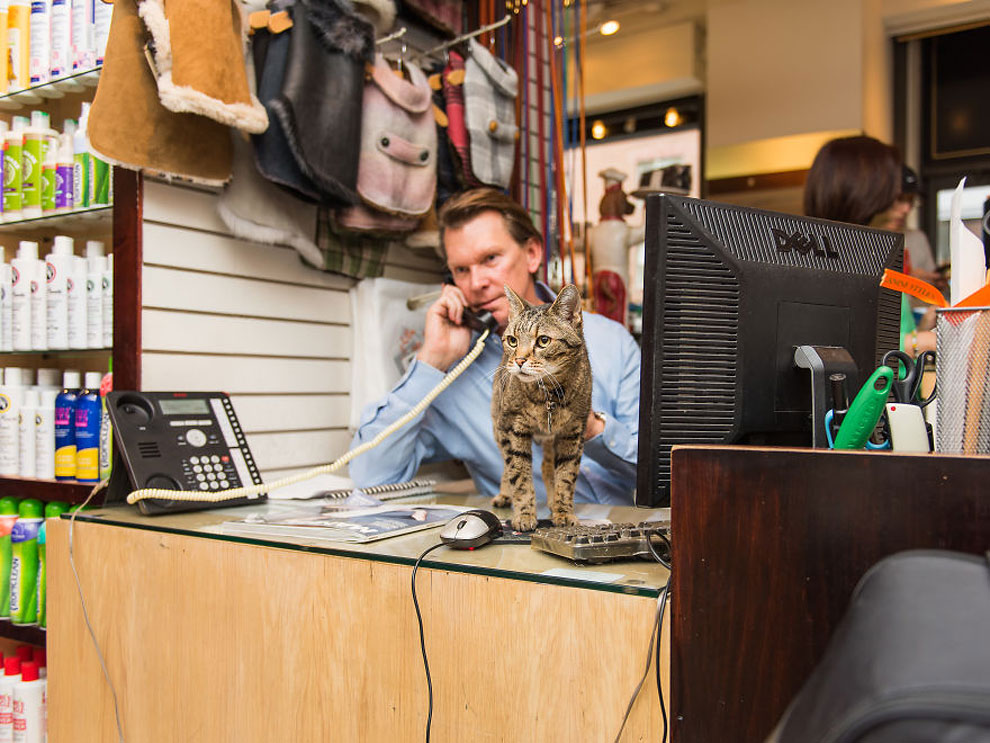 “Shop Cats Of New York”: Photographer Captures Cats In Shops All Over ...