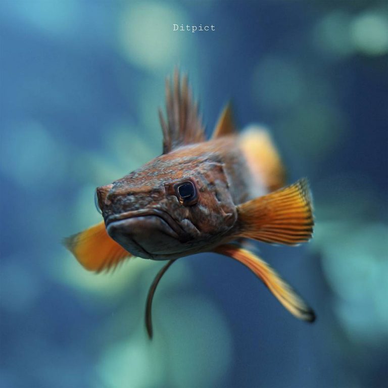 An Artist Transforms The Shapes Of Animals Into Cubes To Makes Them ...