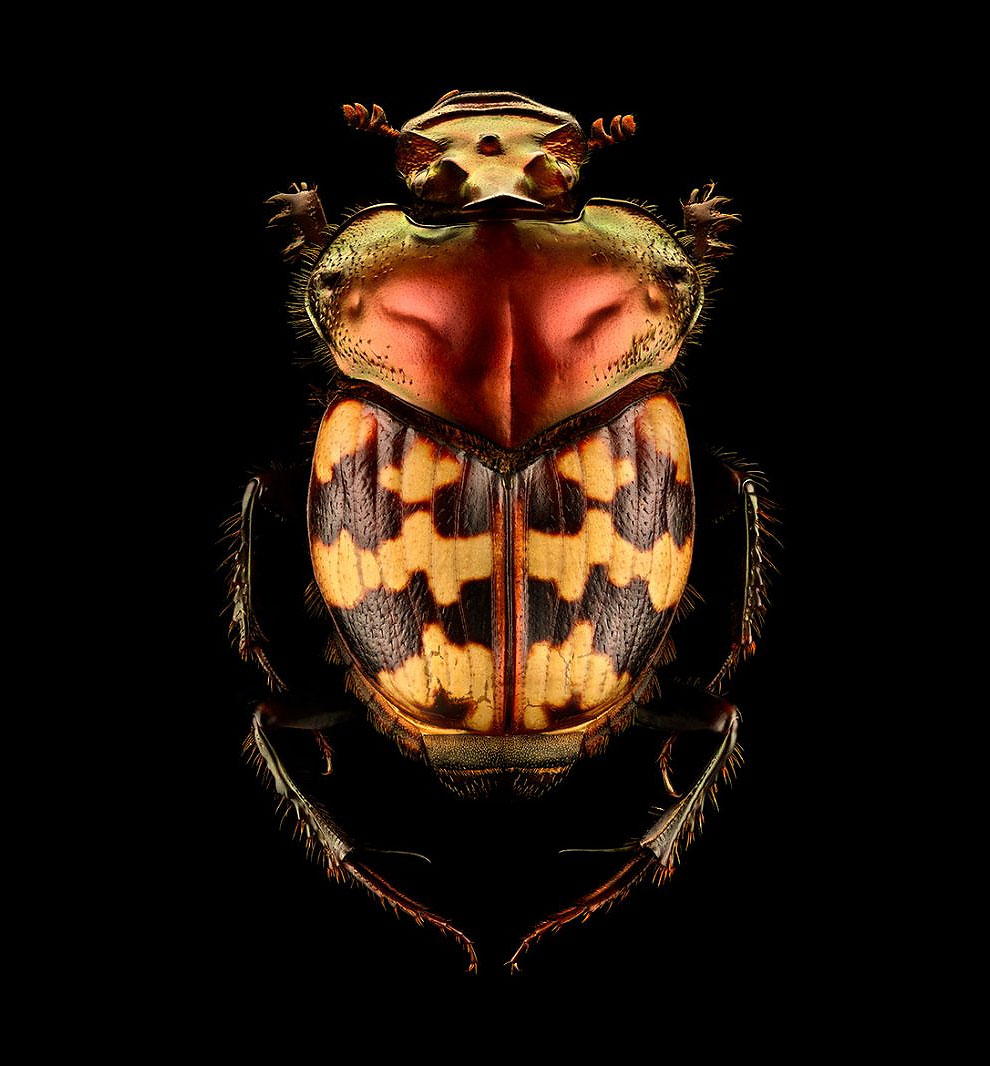 Microsculpture: Insect Portraits Under The Microscope By Levon Biss ...