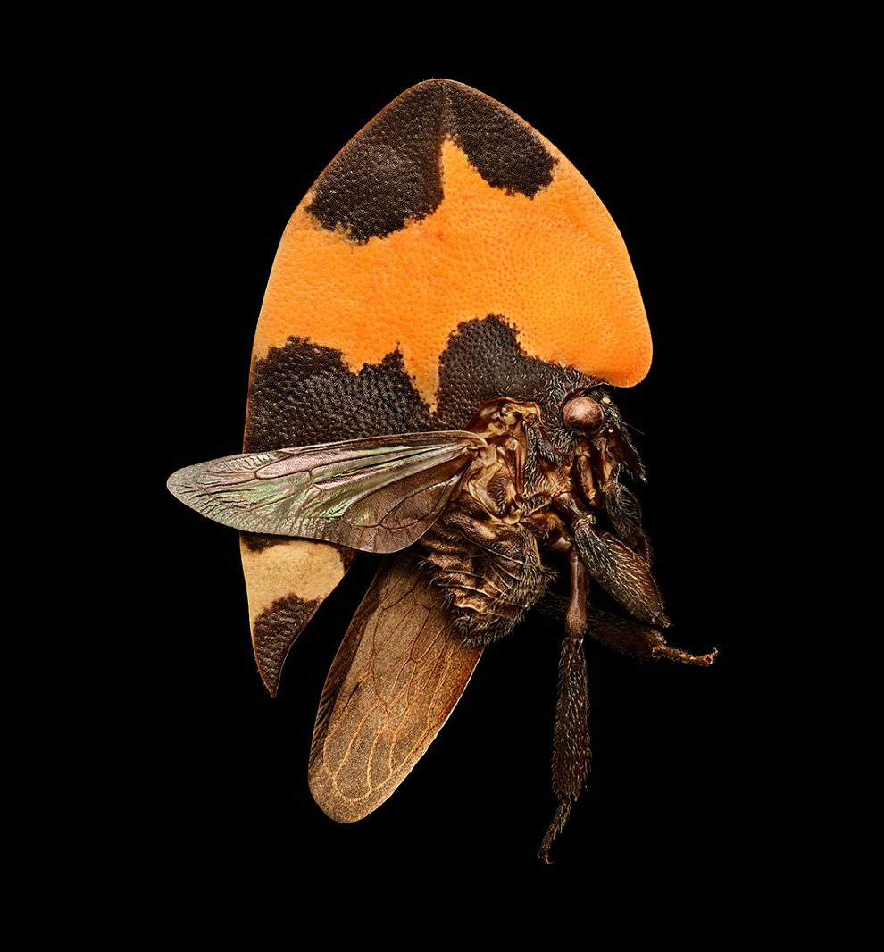 Microsculpture: Insect Portraits Under The Microscope By Levon Biss ...