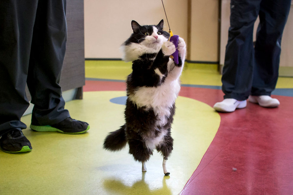 Bulgarian Stray Cat Get Bionic Legs » Design You Trust — Design Daily ...