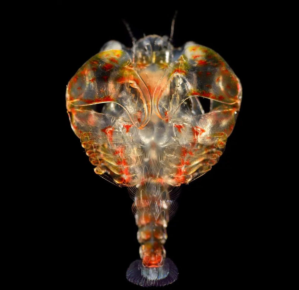 Deep Sea ‘Aliens’ That Live In Twilight Zone Below The Ocean Captured ...
