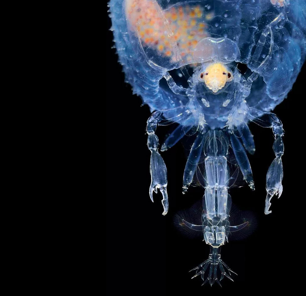 Deep Sea ‘Aliens’ That Live In Twilight Zone Below The Ocean Captured ...