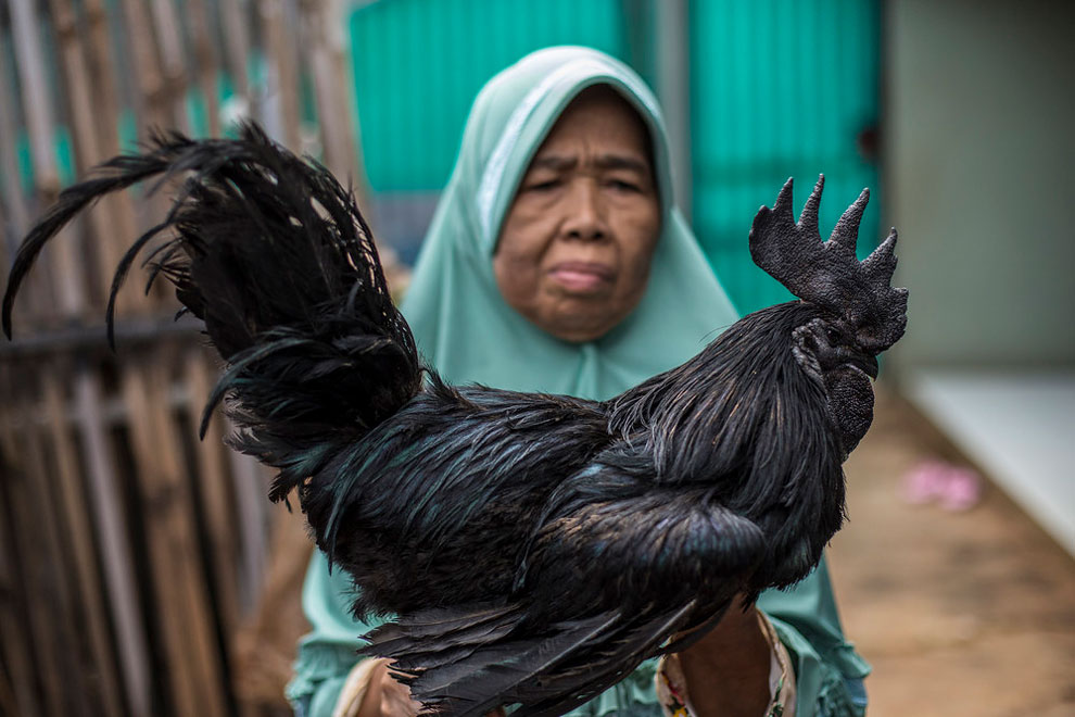 Back In Black: This Rare Indonesian Chicken Is Completely Black From ...