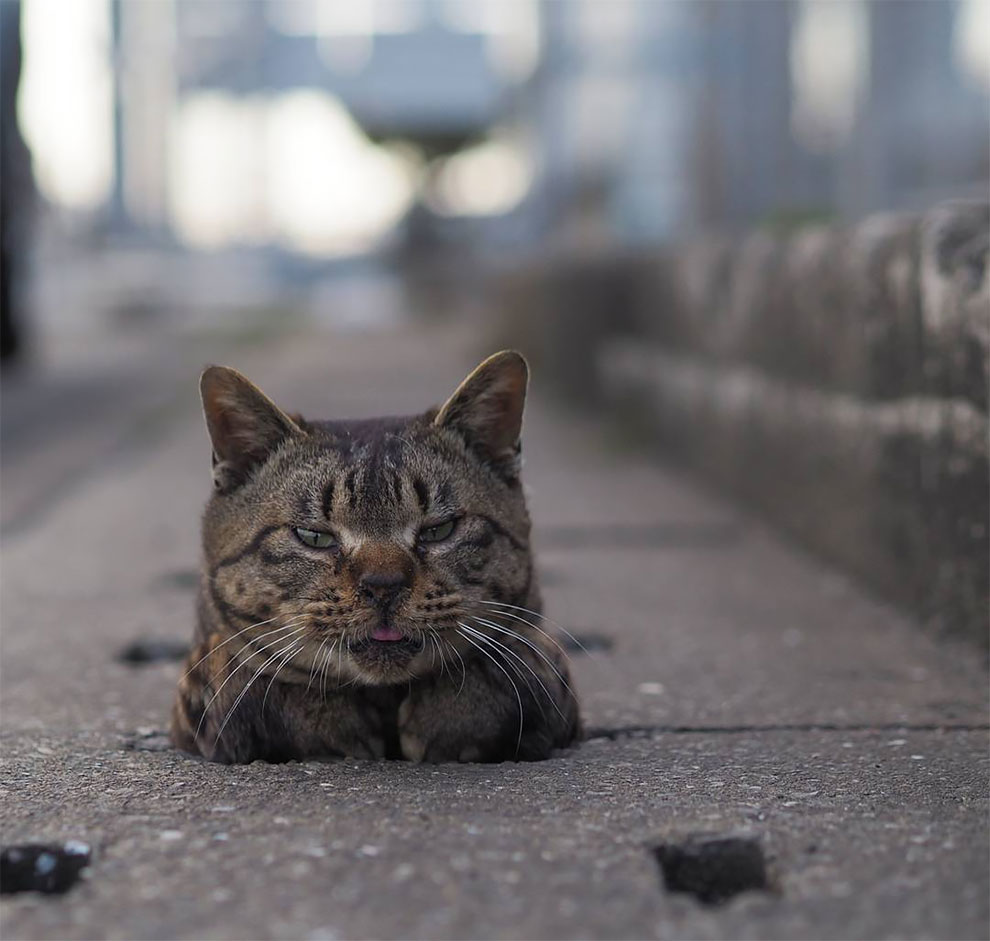 Japanese Photographer Captures Very Sad Stray Cats And Their Games ...