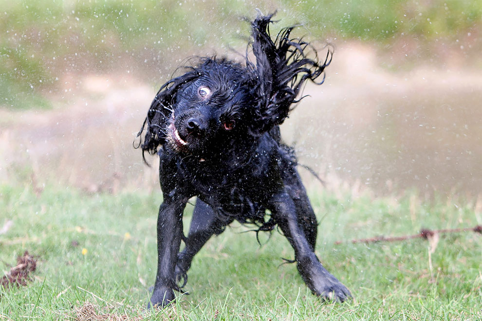 A Photographer Has Captured The Hilarious Expressions Pulled By Dogs As ...