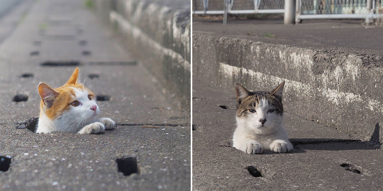 Japanese Photographer Captures Very Sad Stray Cats And Their Games ...