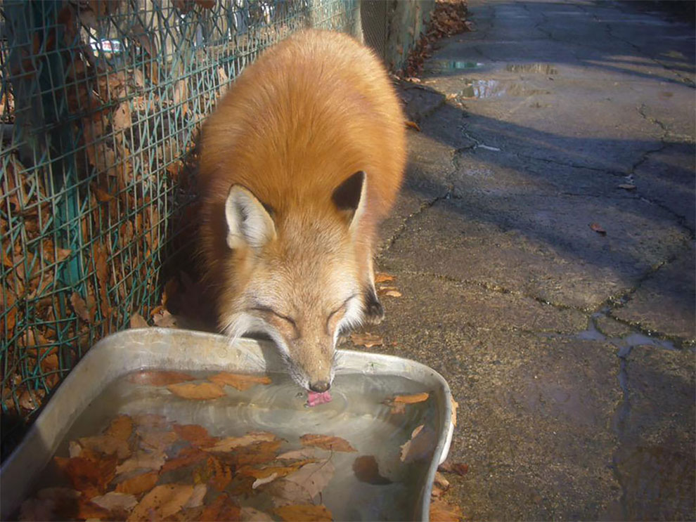 Fox Village In Japan Is Probably The Cutest Place On Earth » Design You ...