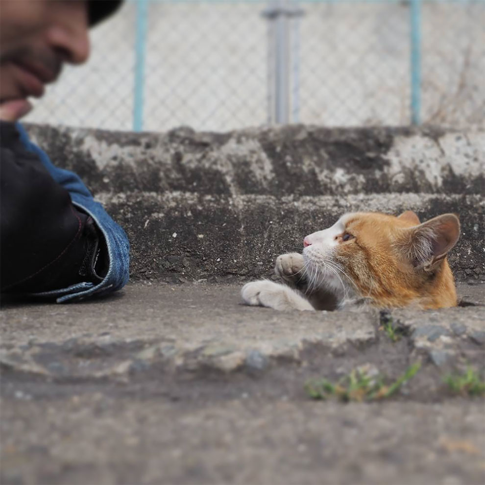 Japanese Photographer Captures Very Sad Stray Cats And Their Games ...