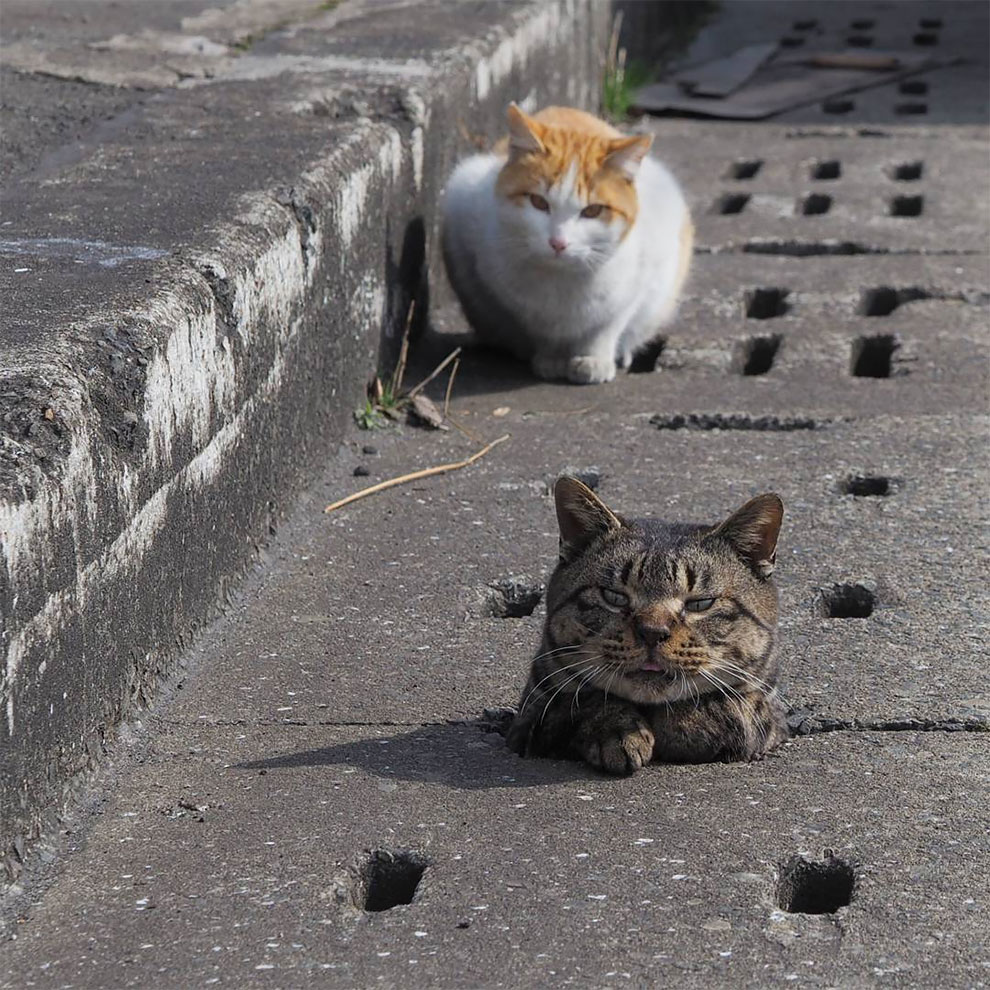 Japanese Photographer Captures Very Sad Stray Cats And Their Games ...
