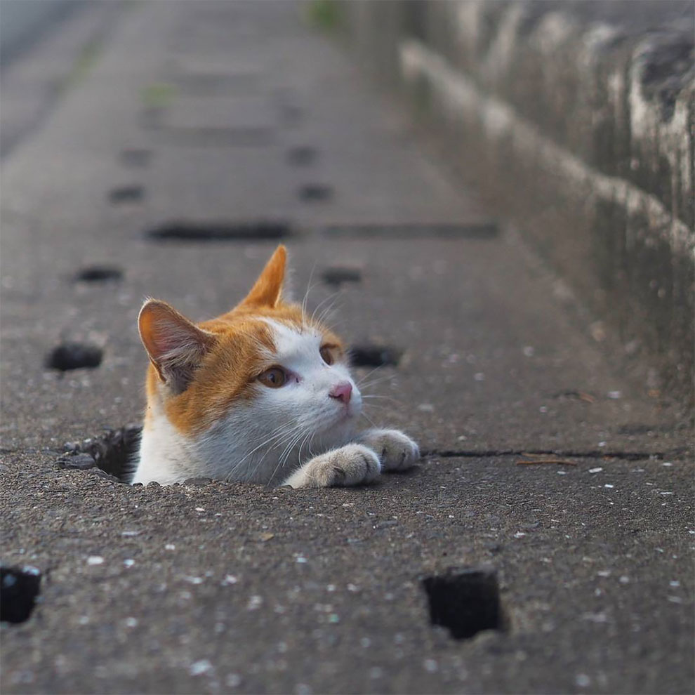 Japanese Photographer Captures Very Sad Stray Cats And Their Games ...