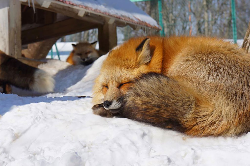 Fox Village In Japan Is Probably The Cutest Place On Earth » Design You ...