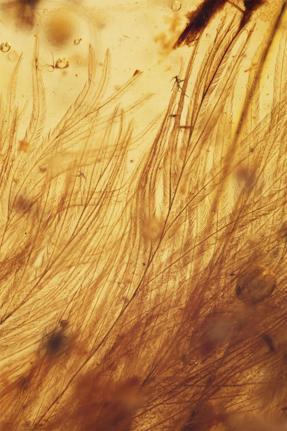 The First Dinosaur Tail Discovered Is Preserved In Amber, 99 Million ...