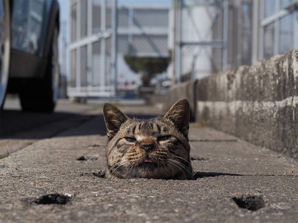Japanese Photographer Captures Very Sad Stray Cats And Their Games ...