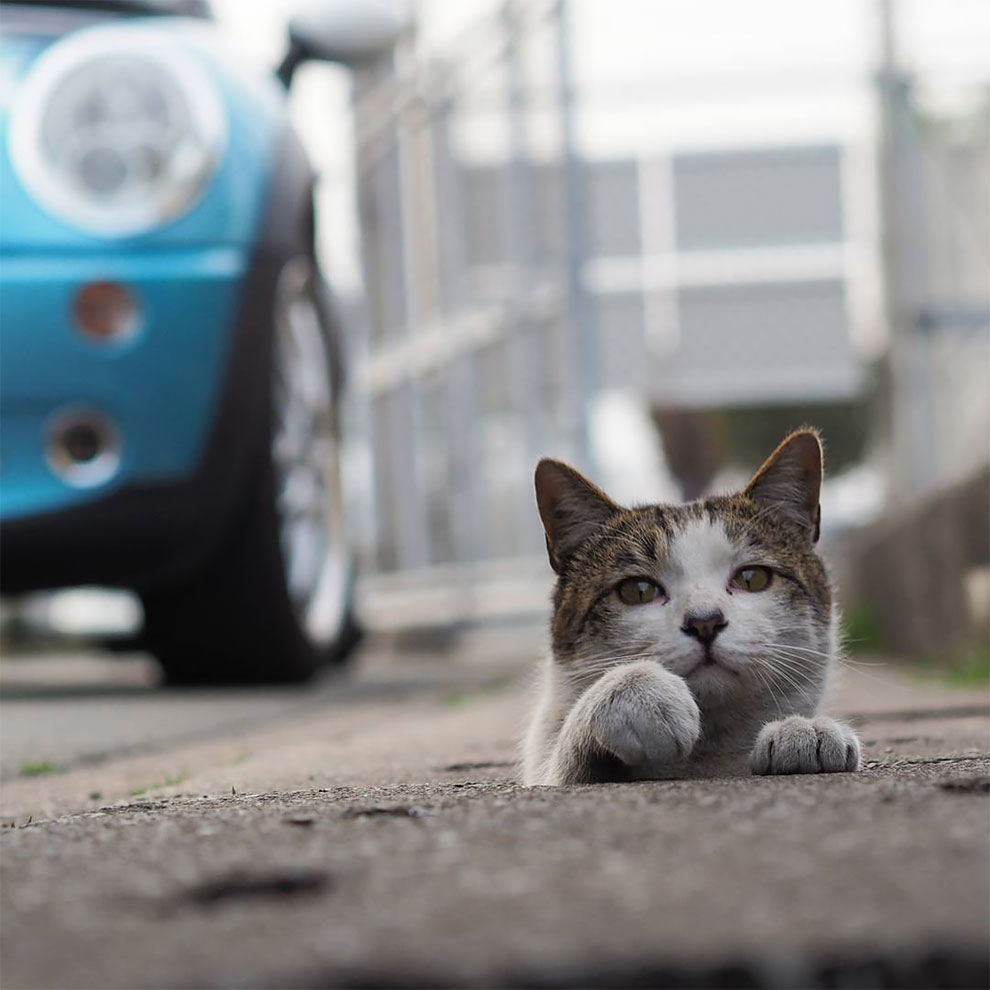 Japanese Photographer Captures Very Sad Stray Cats And Their Games ...