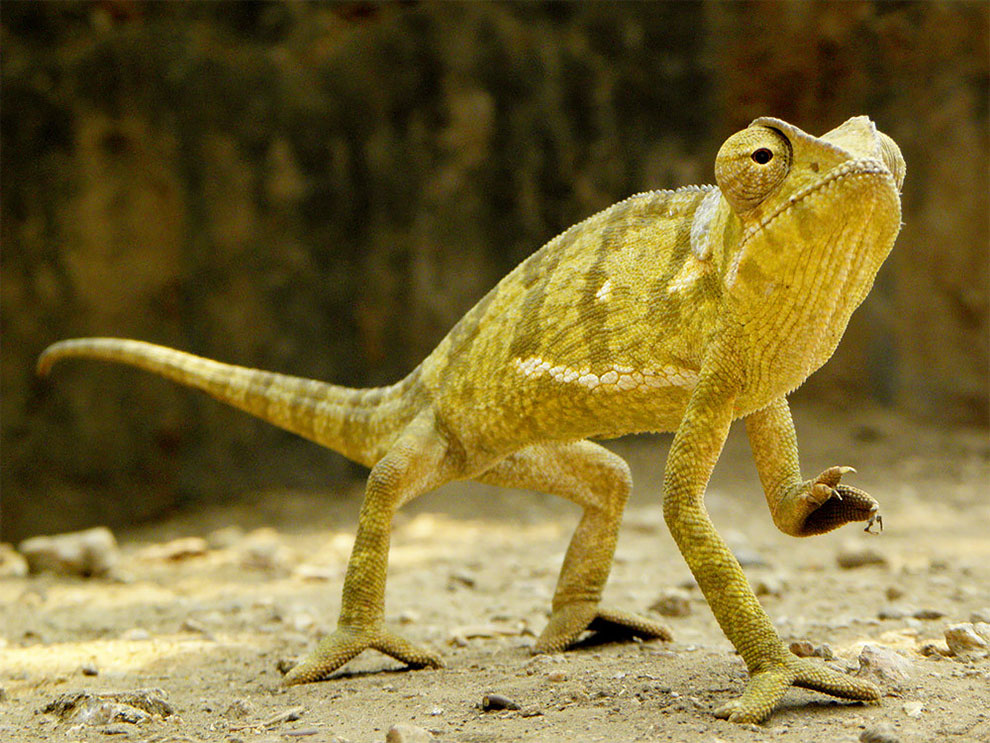 10 Finalists Of The World Wildlife Day Photography Competition » Design ...