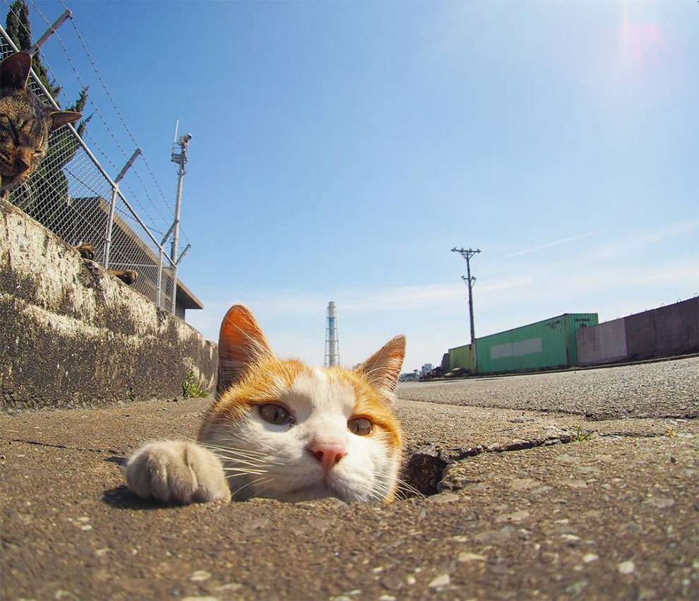 Japanese Photographer Captures Very Sad Stray Cats And Their Games ...