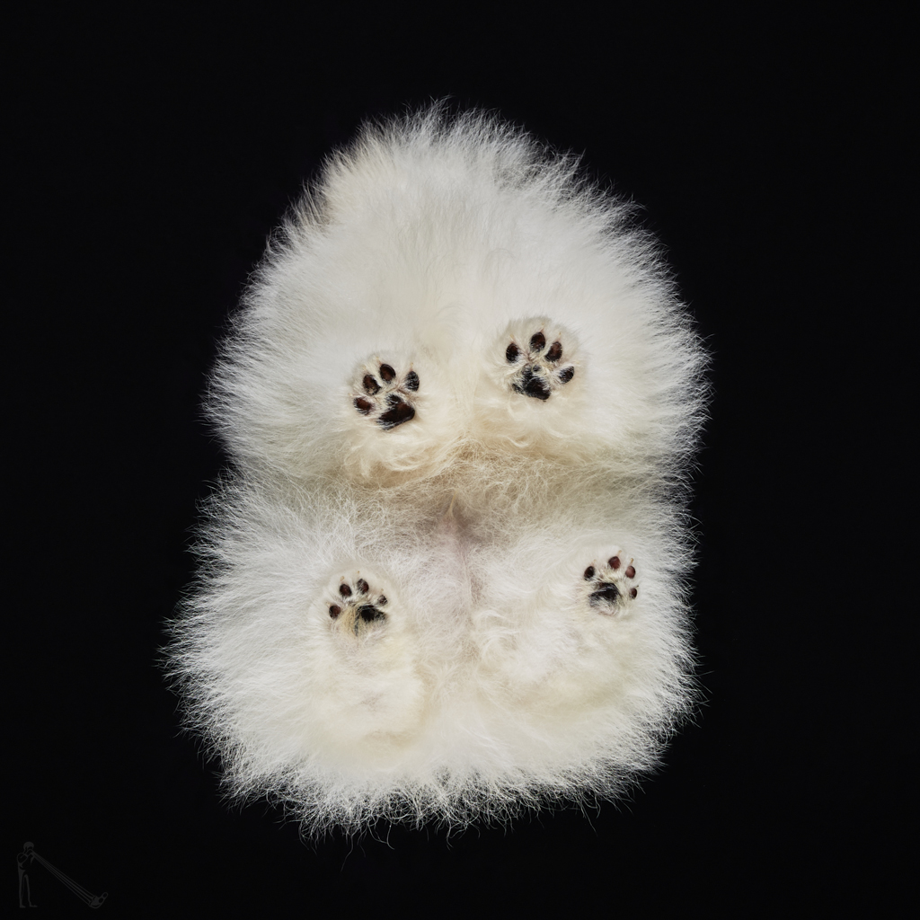 Photographer Andrius Burba Captures Stunning Photos Of Dogs From ...
